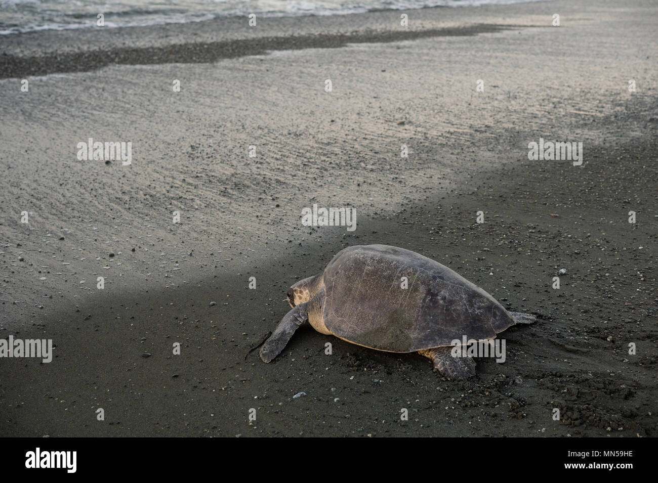 Olive Ridley Green Turtle, Lepidochelys olivacea, during spawning ...