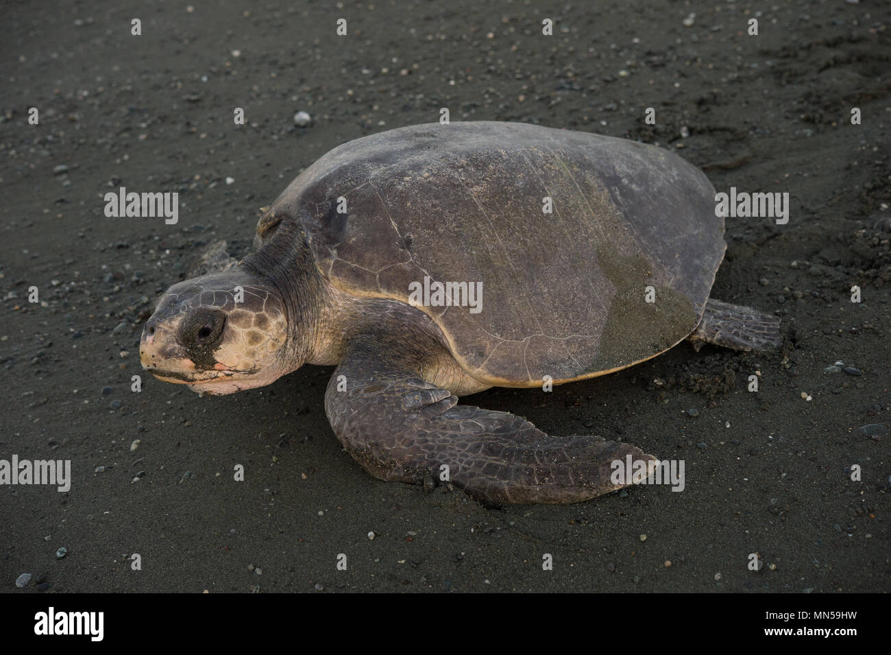 Olive ridley hi-res stock photography and images - Alamy