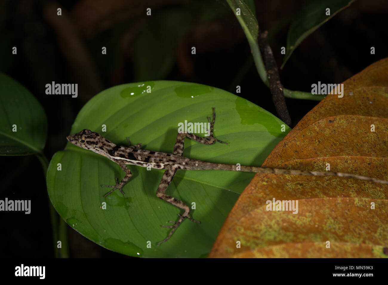 Water Anole, Anolis aquaticus, Dactyloidae, Corcovado National Park ...