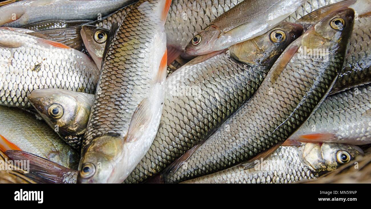 A pile of beautiful small fishes on a counter Stock Photo - Alamy