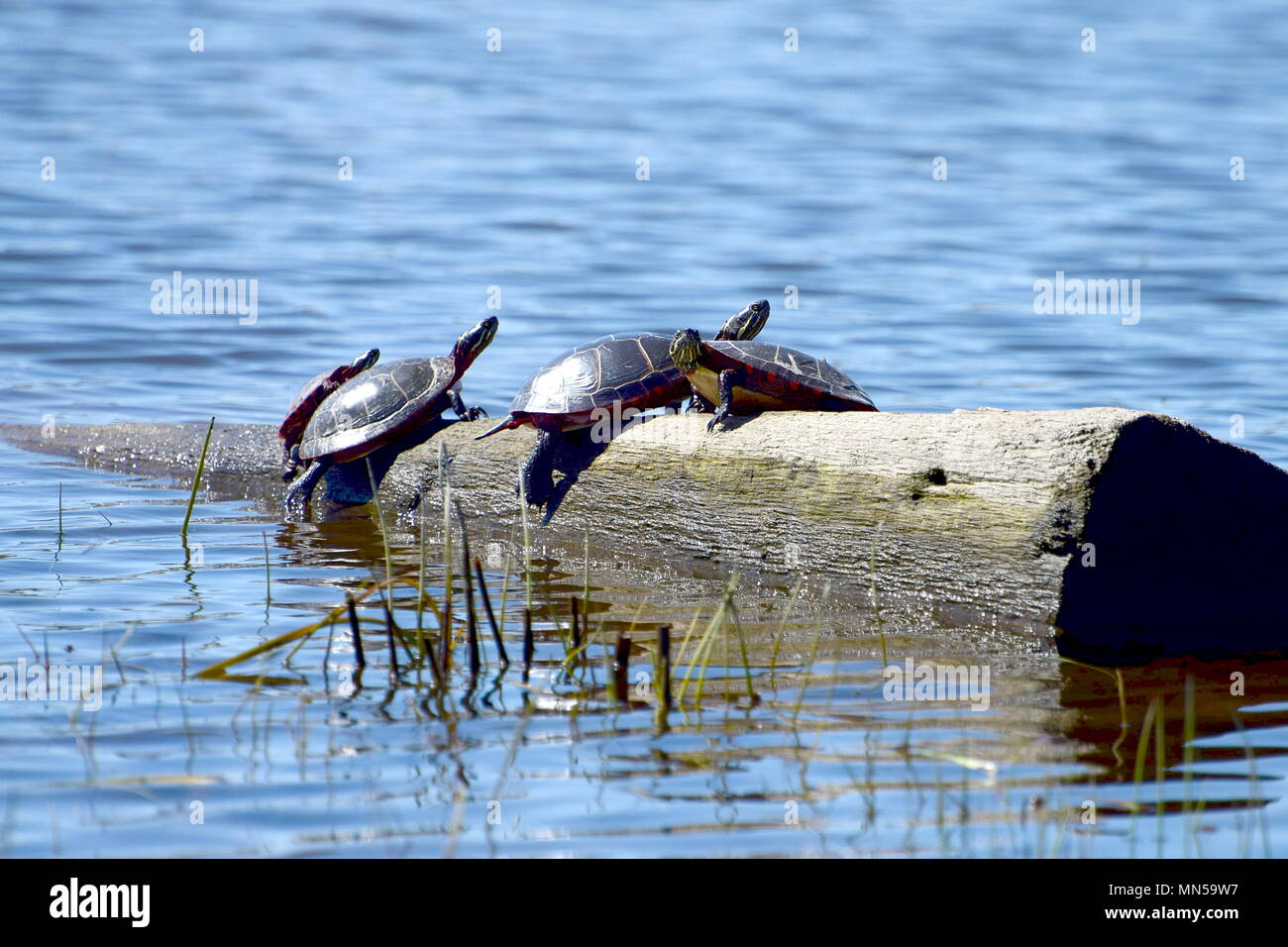 Turtles resting on a log Stock Photo - Alamy