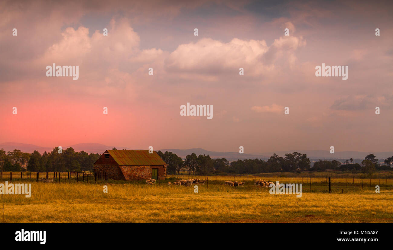 Small stone barn with sheep in an open field with trees and pink clouds ...
