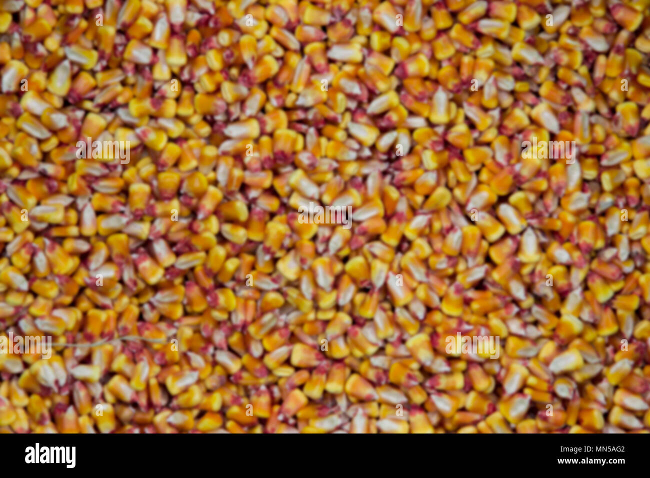 Maize grains texture harvested corn seed as background Stock Photo - Alamy