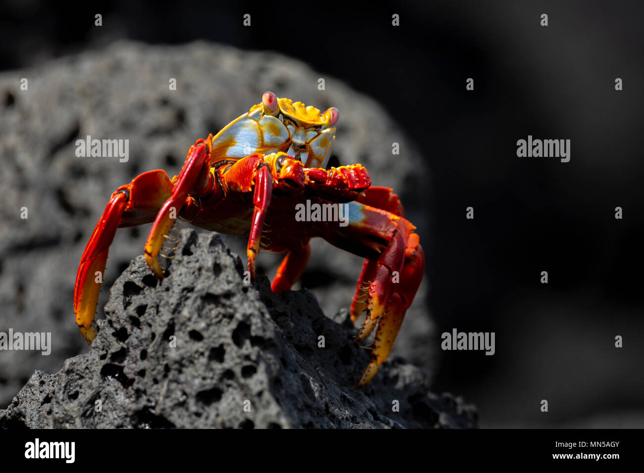 Sally Lightfoot Crab or Red Rock Crab (Grapsus grapsus) in Galapagos ...