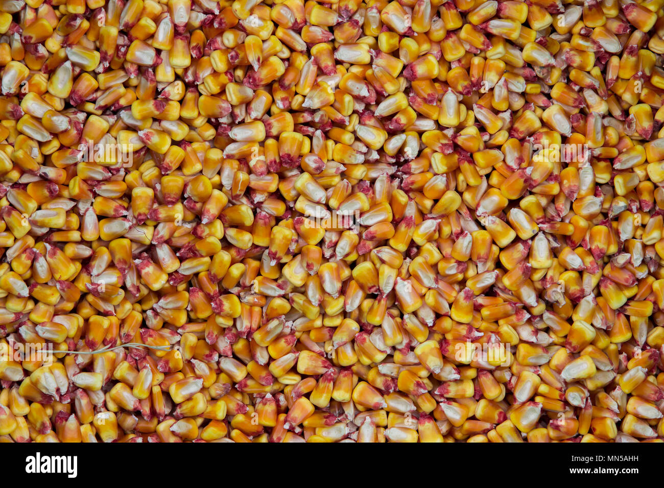 Maize grains texture harvested corn seed as background Stock Photo - Alamy