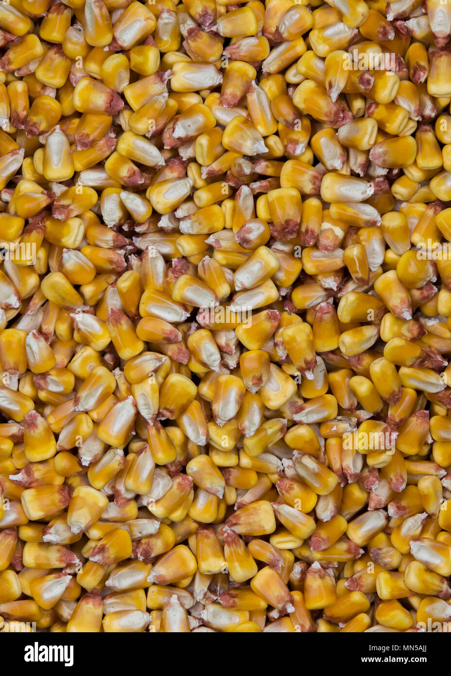 Maize grains hi-res stock photography and images - Alamy