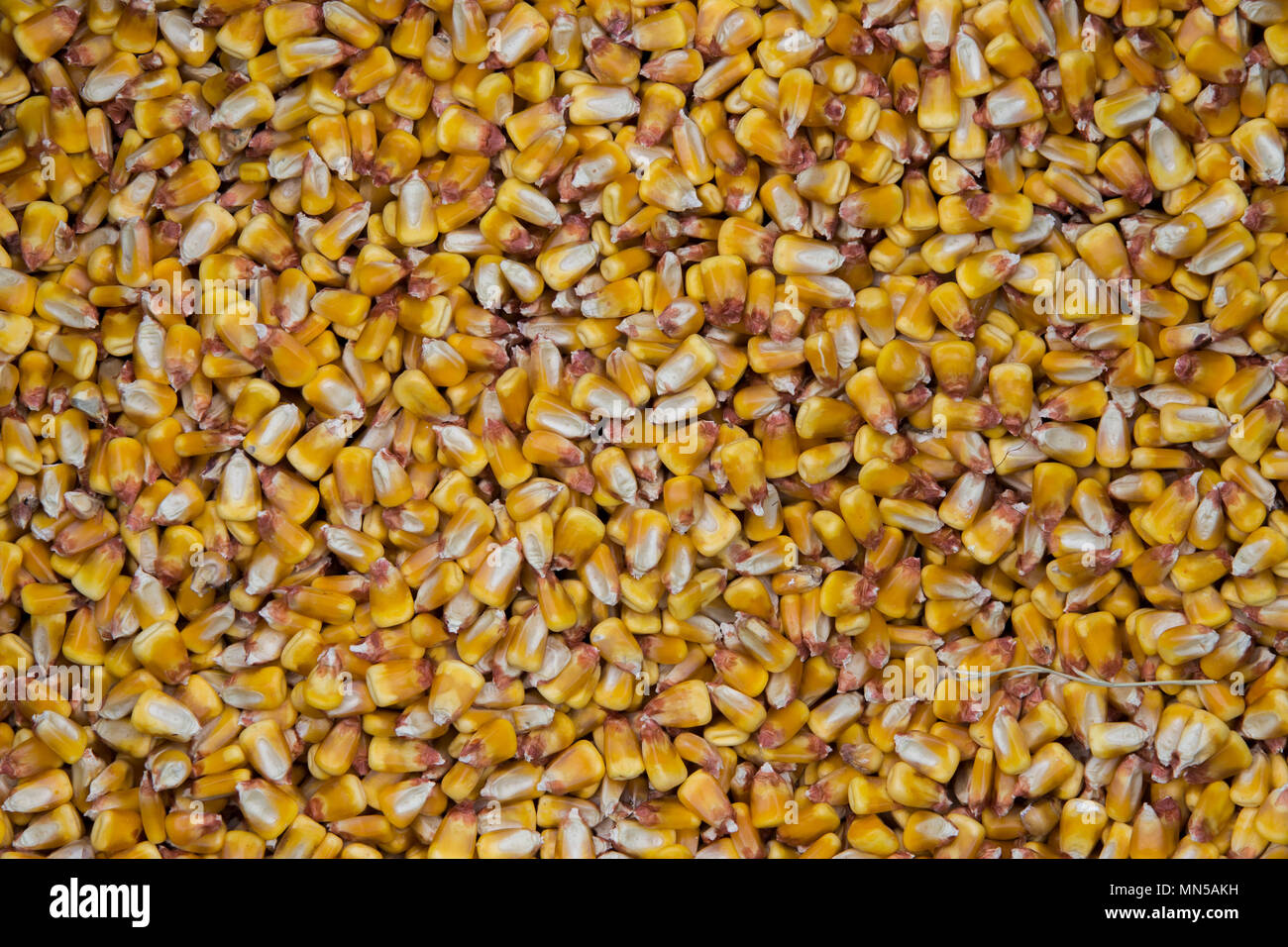 Maize grains texture harvested corn seed as background Stock Photo - Alamy