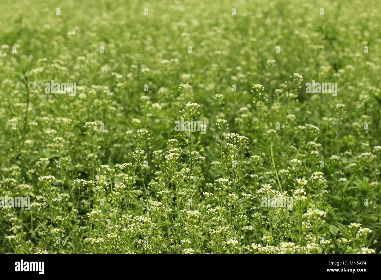 Green meadow with shepherd's purse plant (Capsella bursa-pastoris Stock ...