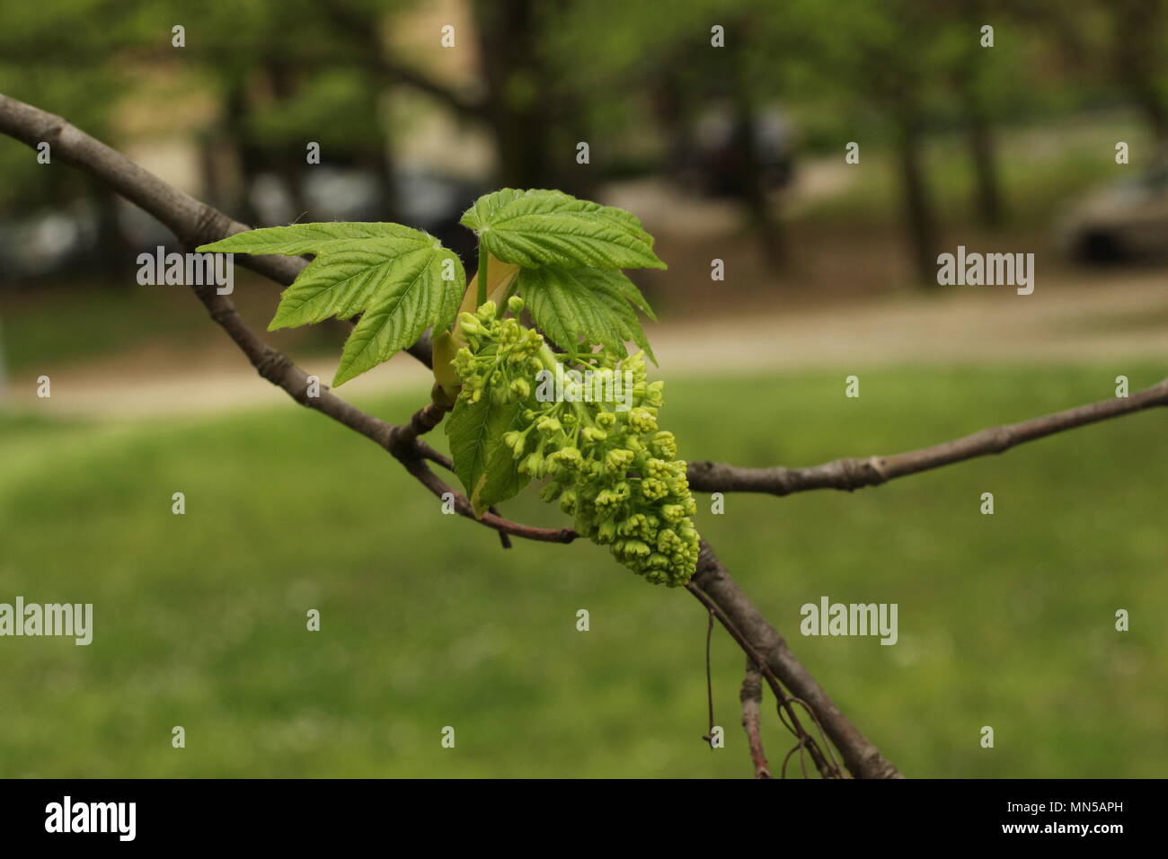 Flowers and inflorescence of Acer pseudoplatanus (sycamore maple Stock ...