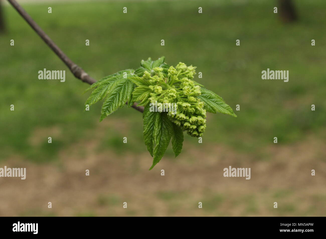 Flowers and inflorescence of Acer pseudoplatanus (sycamore maple Stock ...