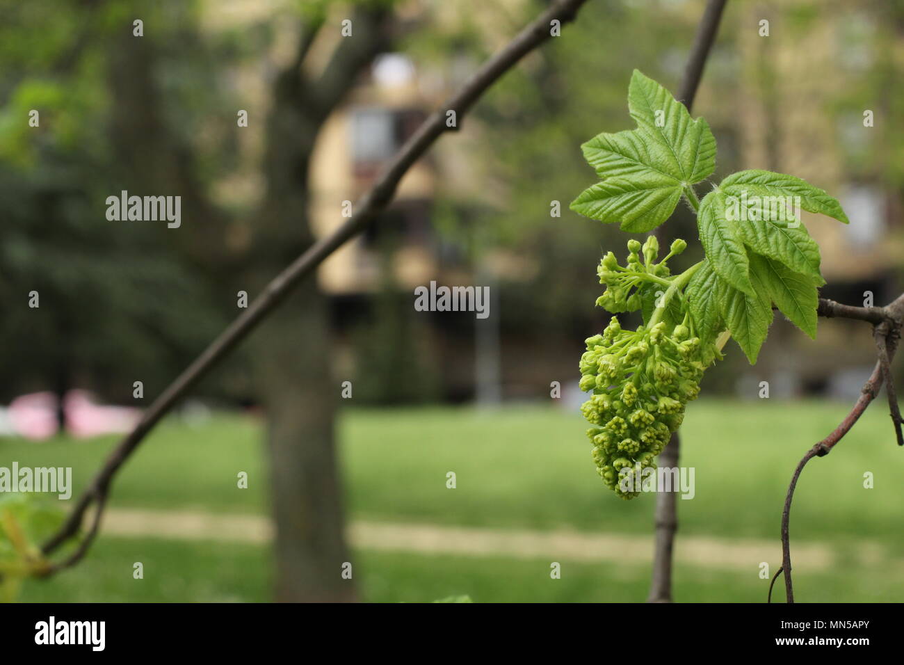 Flowers and inflorescence of Acer pseudoplatanus (sycamore maple Stock ...