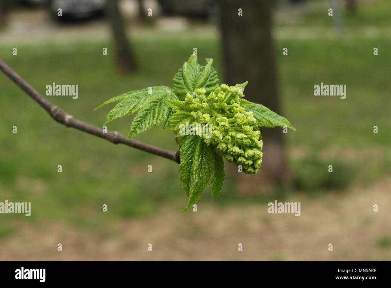Flowers and inflorescence of Acer pseudoplatanus (sycamore maple Stock ...