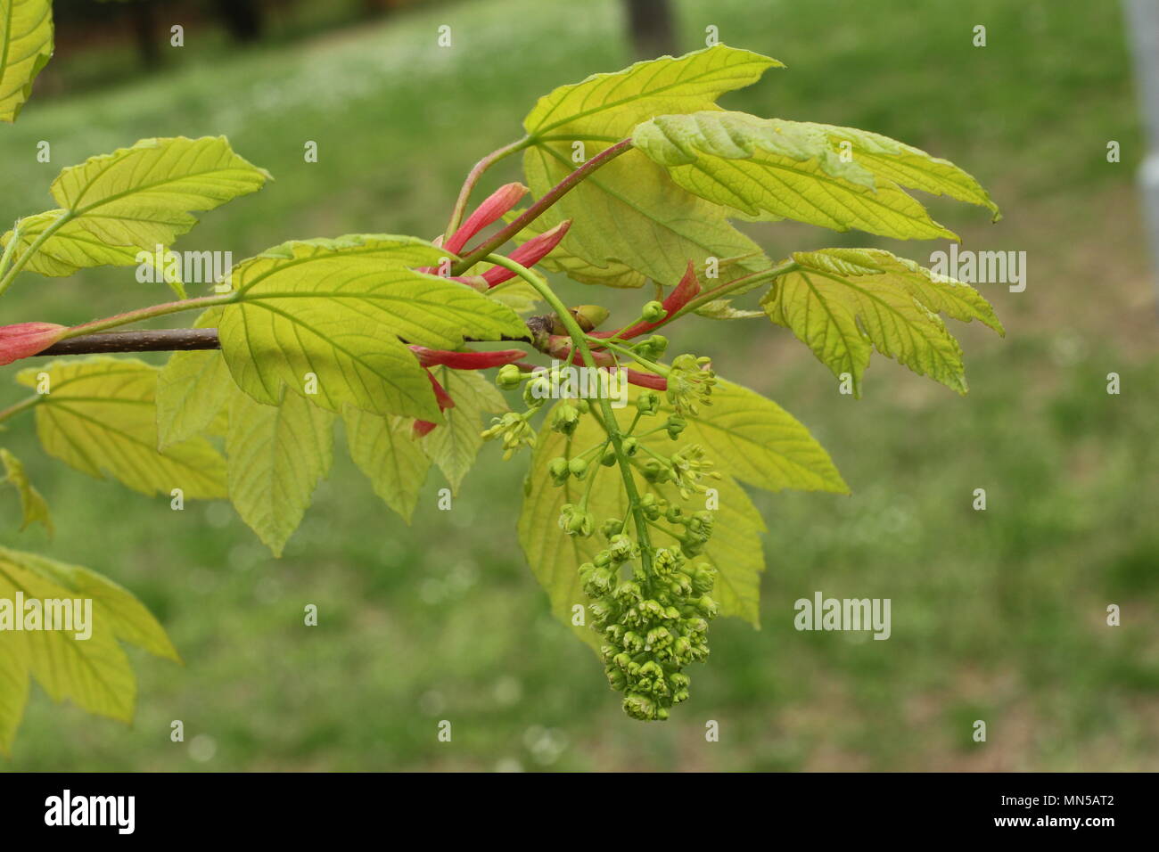Flowers and inflorescence of Acer pseudoplatanus (sycamore maple Stock ...