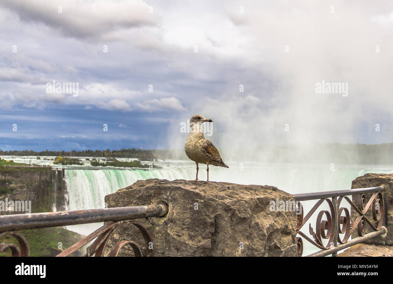 Niagara Falls Seagull High Resolution Stock Photography and Images - Alamy