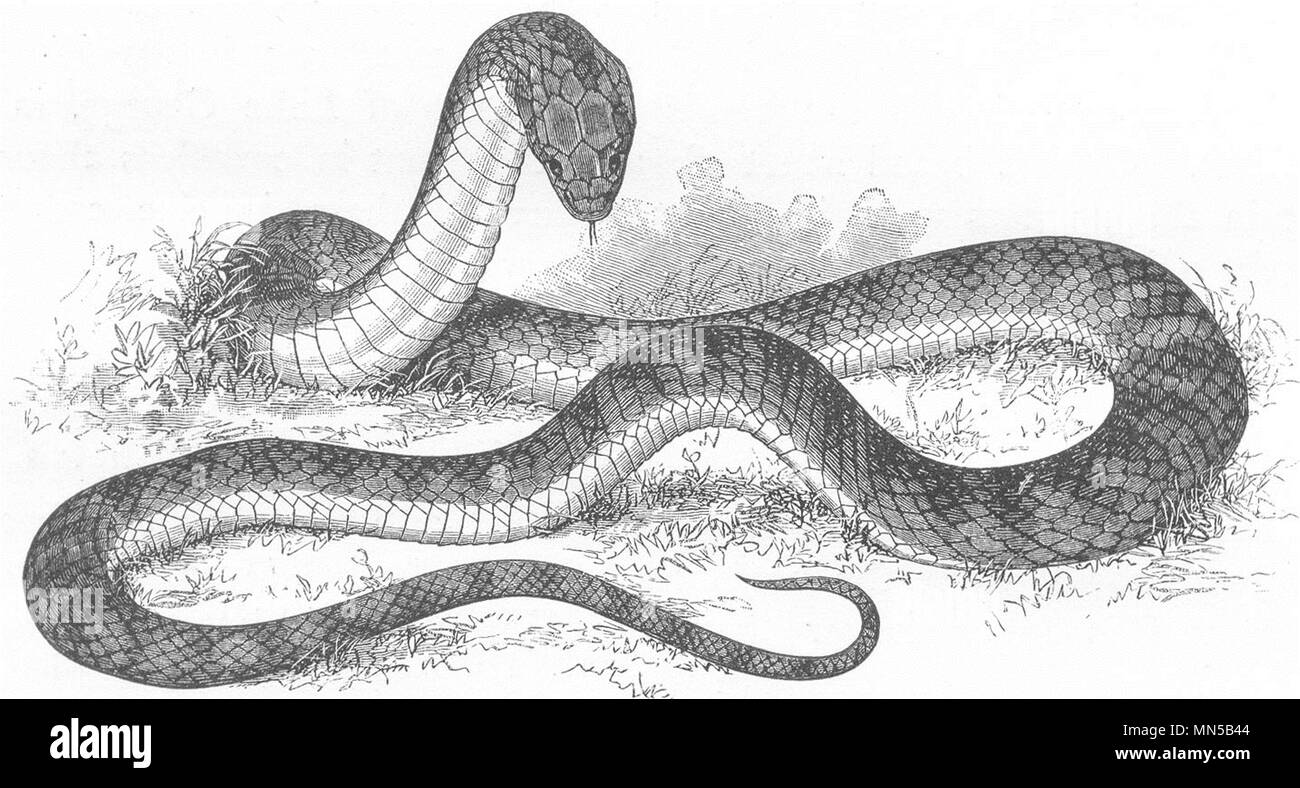 AUSTRALIA. Australian Fauna and Flora. The Tiger-Snake 1886 old antique ...