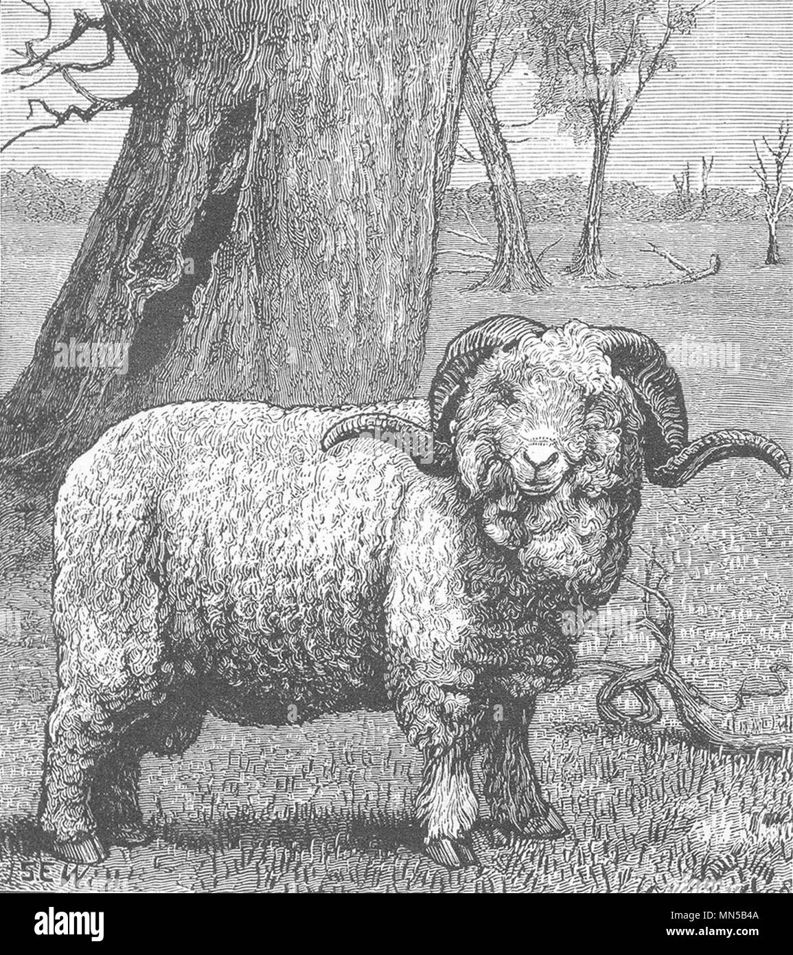 Merino sheep australia Black and White Stock Photos & Images - Alamy