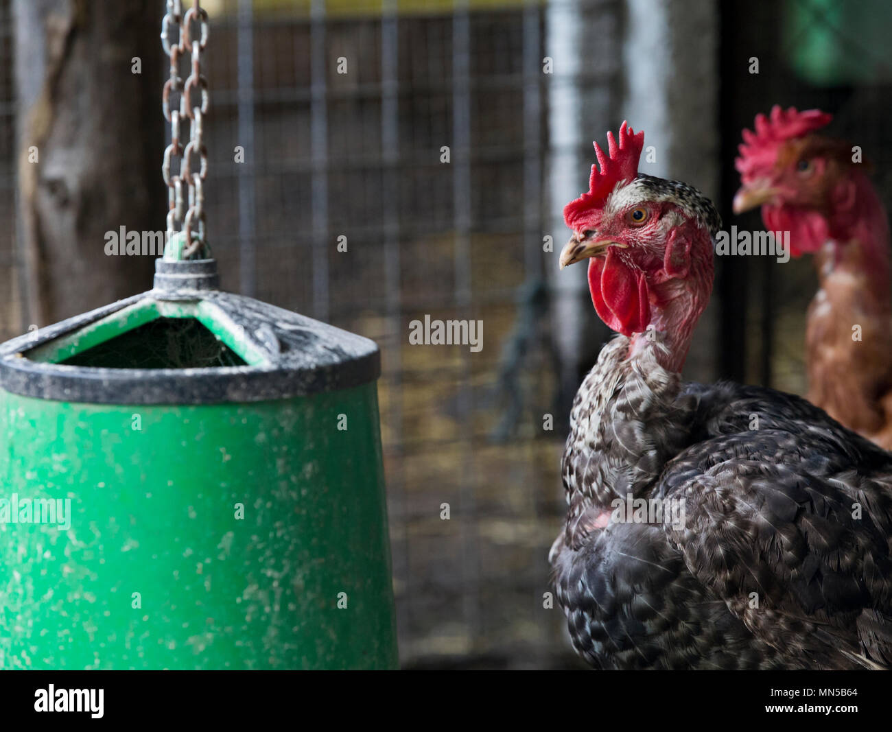 Chicken walking in the yard hi-res stock photography and images - Alamy