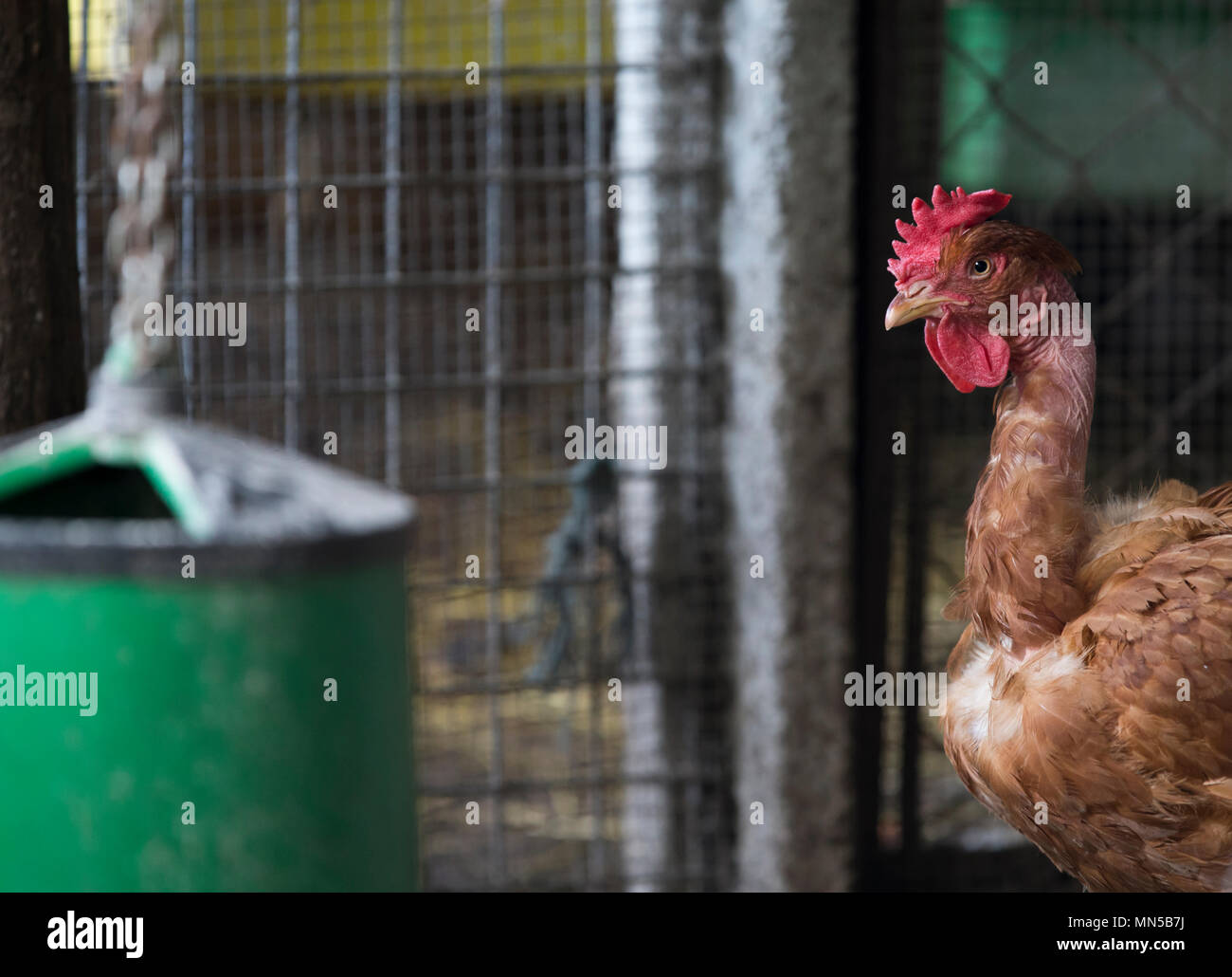 Funny hen hi-res stock photography and images - Alamy
