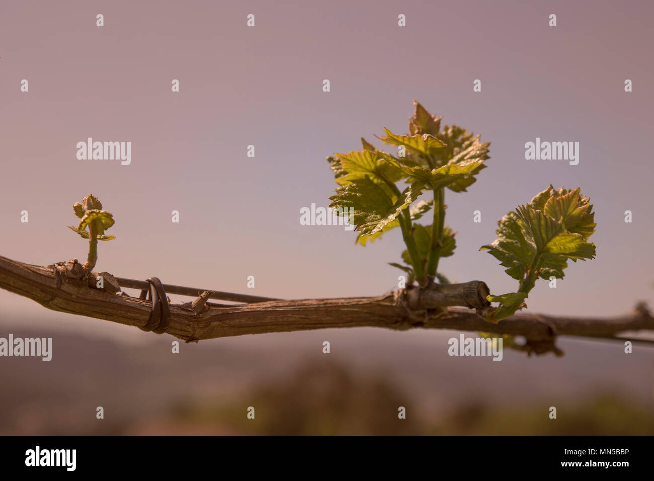 Green vine with small bunches of grapes Stock Photo - Alamy