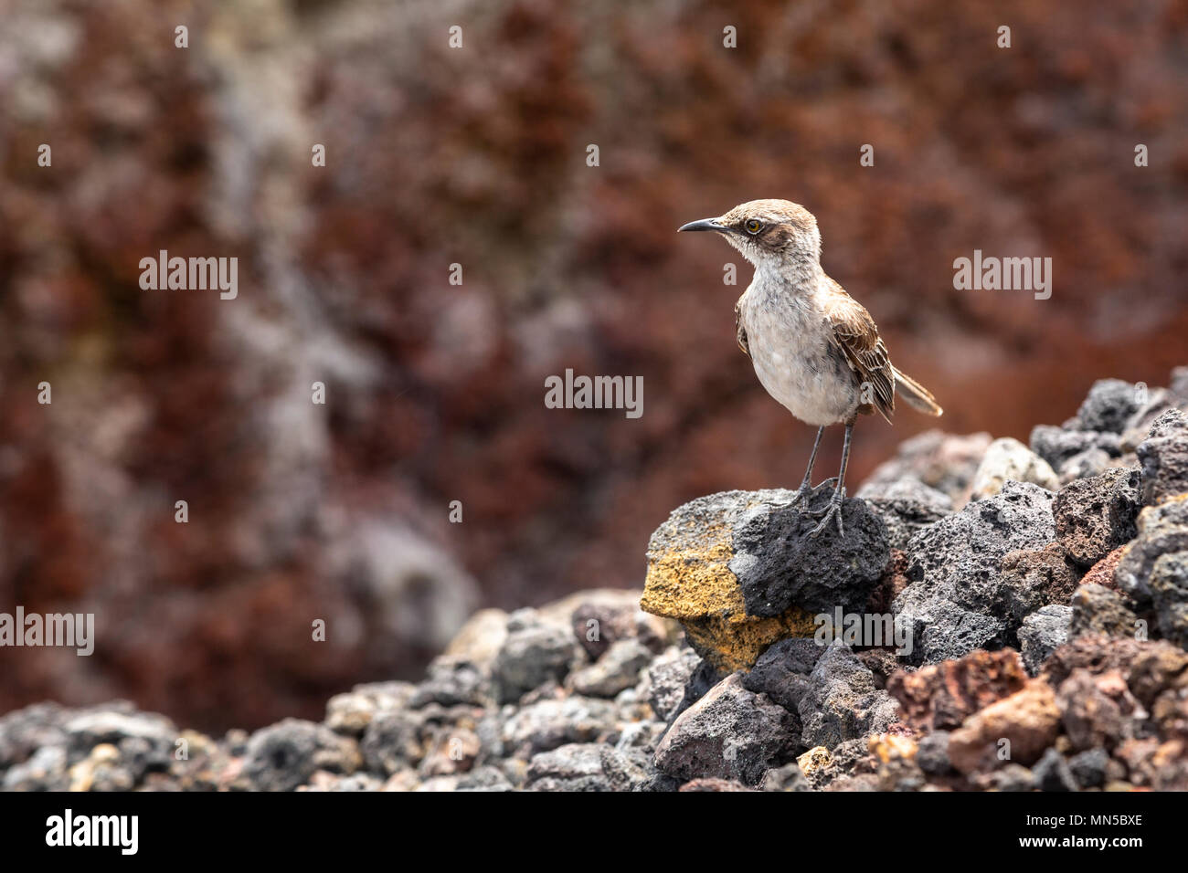 Galápagos Mockingbird (Mimus parvulus) in Galapagos Islands, Ecuador ...