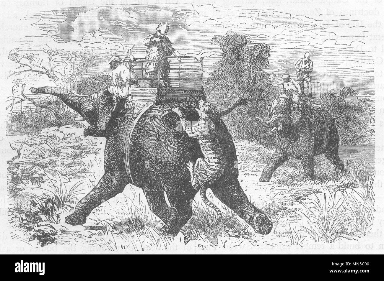 Tiger hunting with elephants hi-res stock photography and images - Alamy