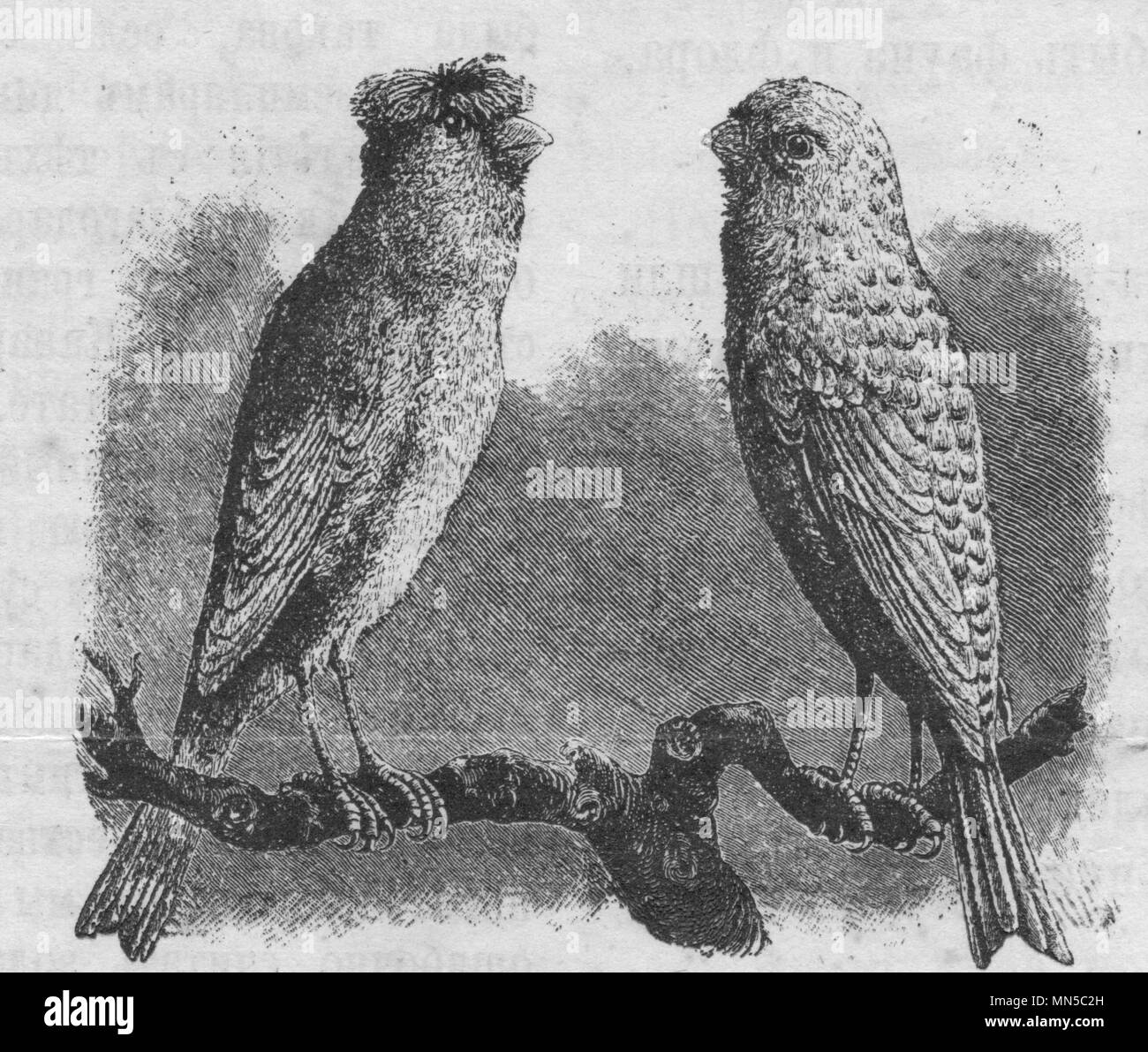 English canary. Vintage engraved illustration. Published in magazine in ...