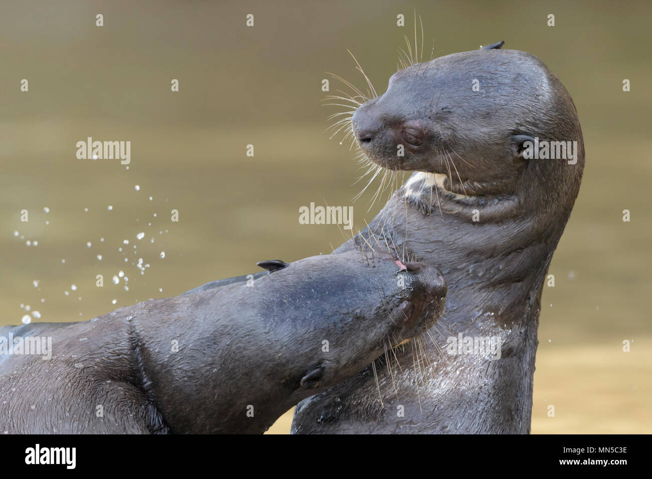 Giant river otter fighting hi-res stock photography and images - Alamy