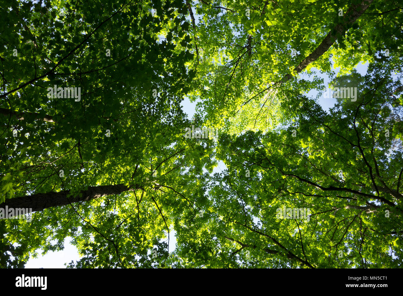View looking up at Green Canopy in Spring Forest Stock Photo - Alamy