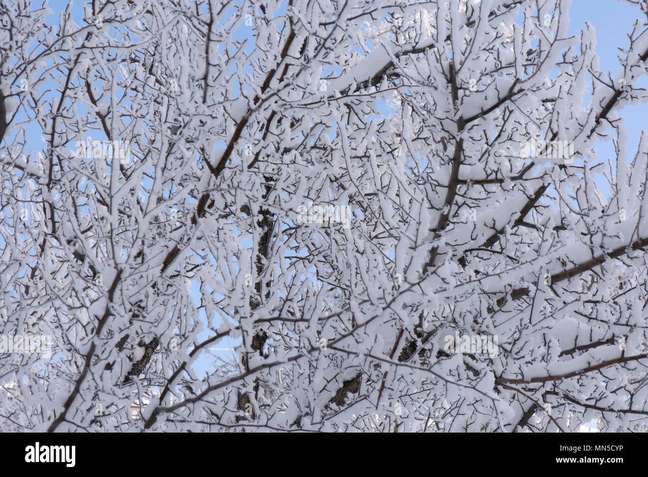 Snow on a trees. Frost branches on blue sky background Stock Photo - Alamy
