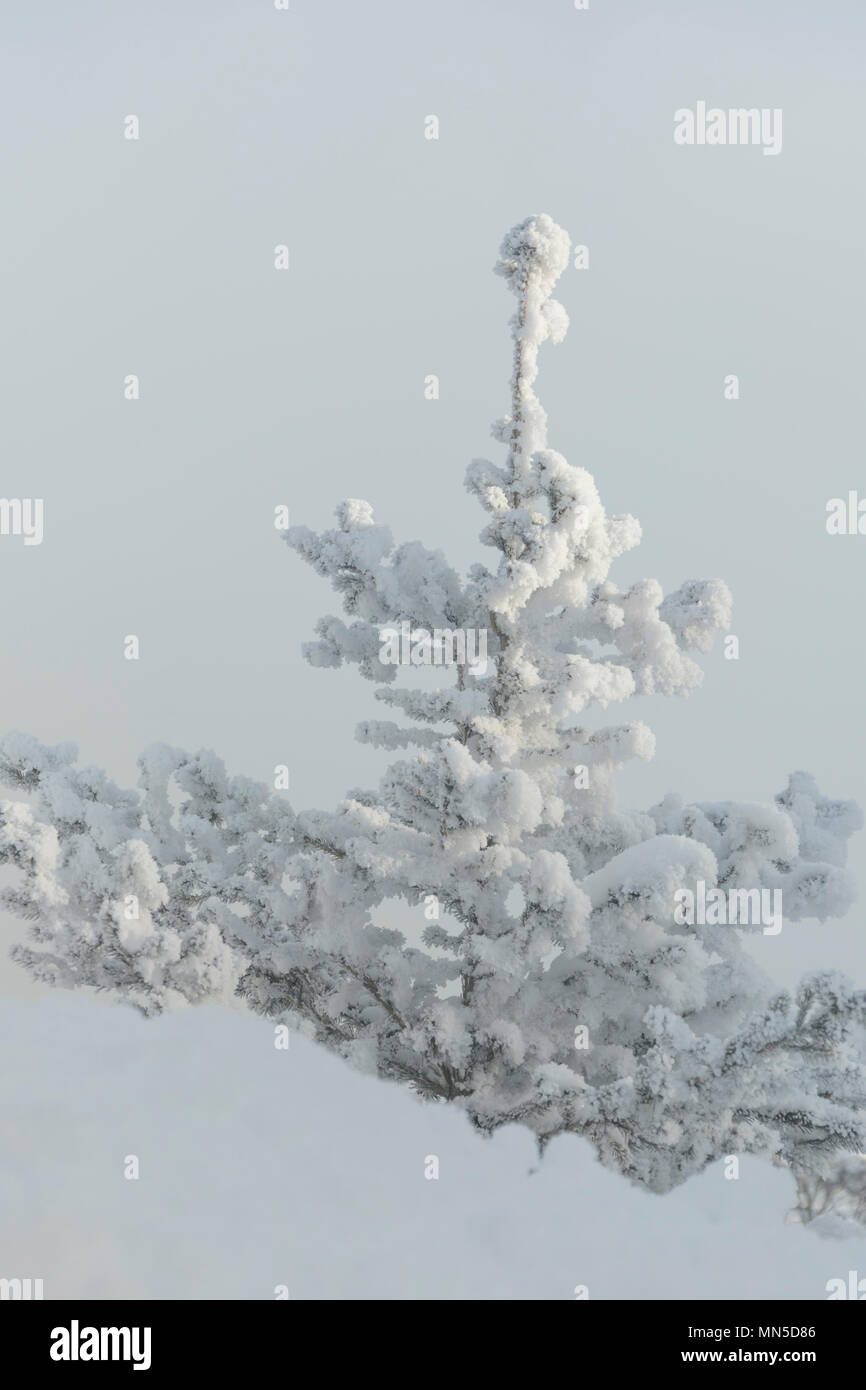 Tree with frost hi-res stock photography and images - Alamy