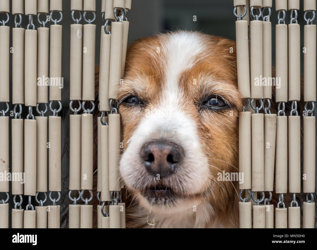 Brown dog head hi-res stock photography and images - Alamy