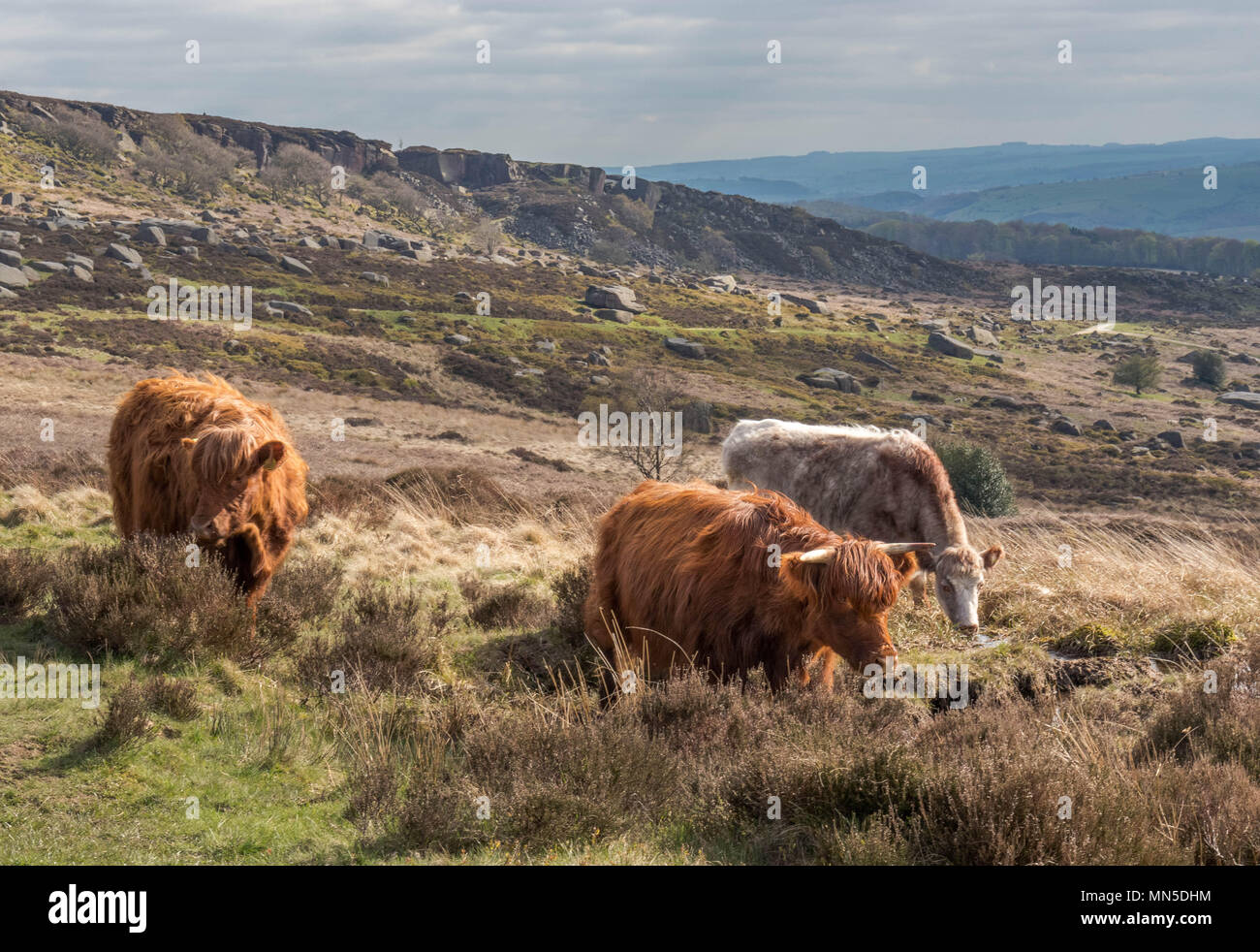 Highland cows sunset photo hi-res stock photography and images - Alamy