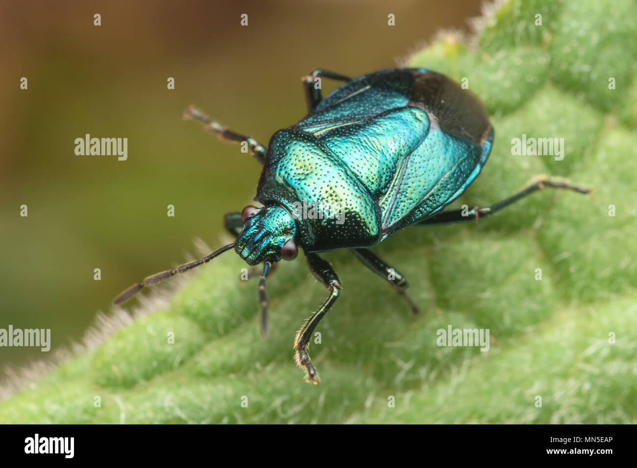 Blue Shieldbug (Zicrona caerulea) walking along edge of leaf. Tipperary ...