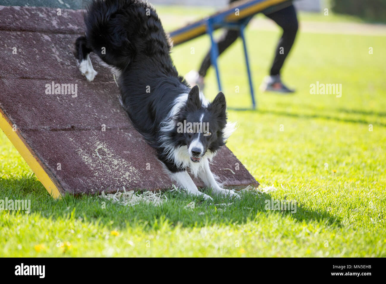 Border Collie dog in agility trial. Agility competition background with ...