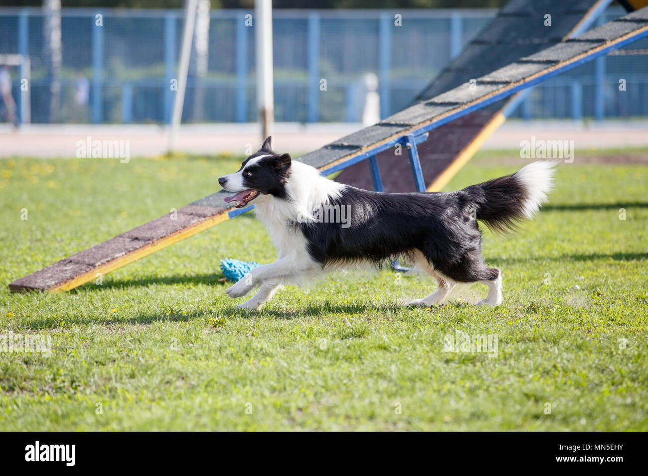 Dog in agility competition. Border collie runs towards next obstacle ...