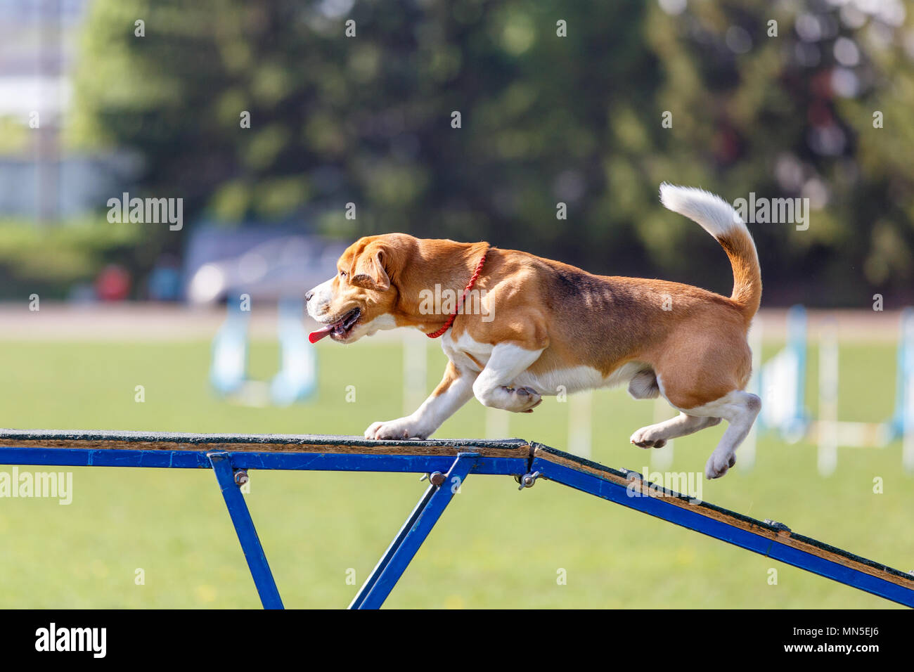 Canine agility hi-res stock photography and images - Alamy