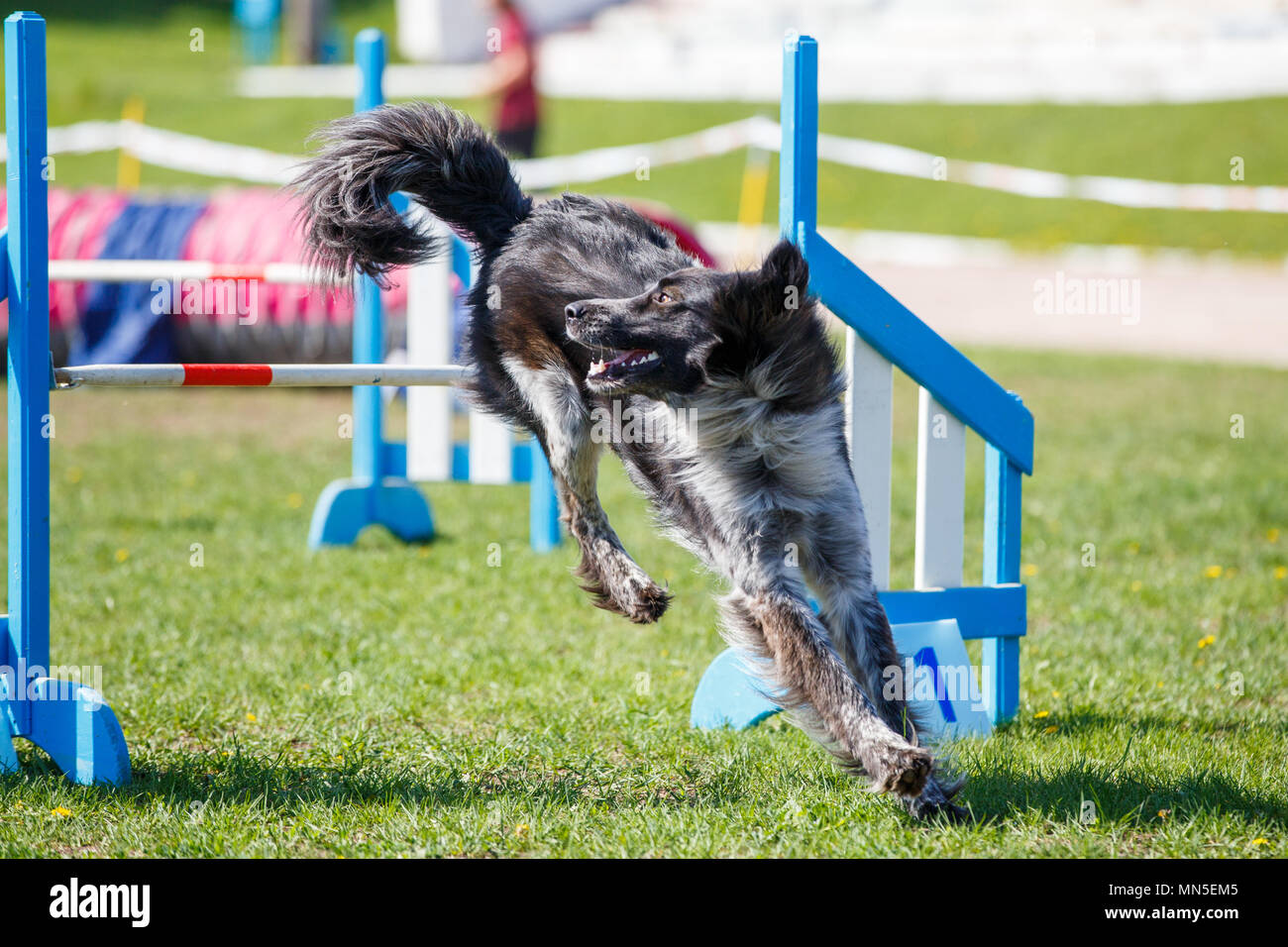 Dog jumping over bar hi-res stock photography and images - Alamy