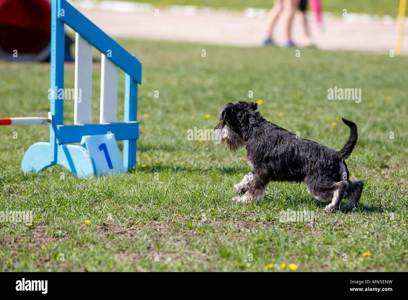 Miniature schnauzer running hi-res stock photography and images - Alamy