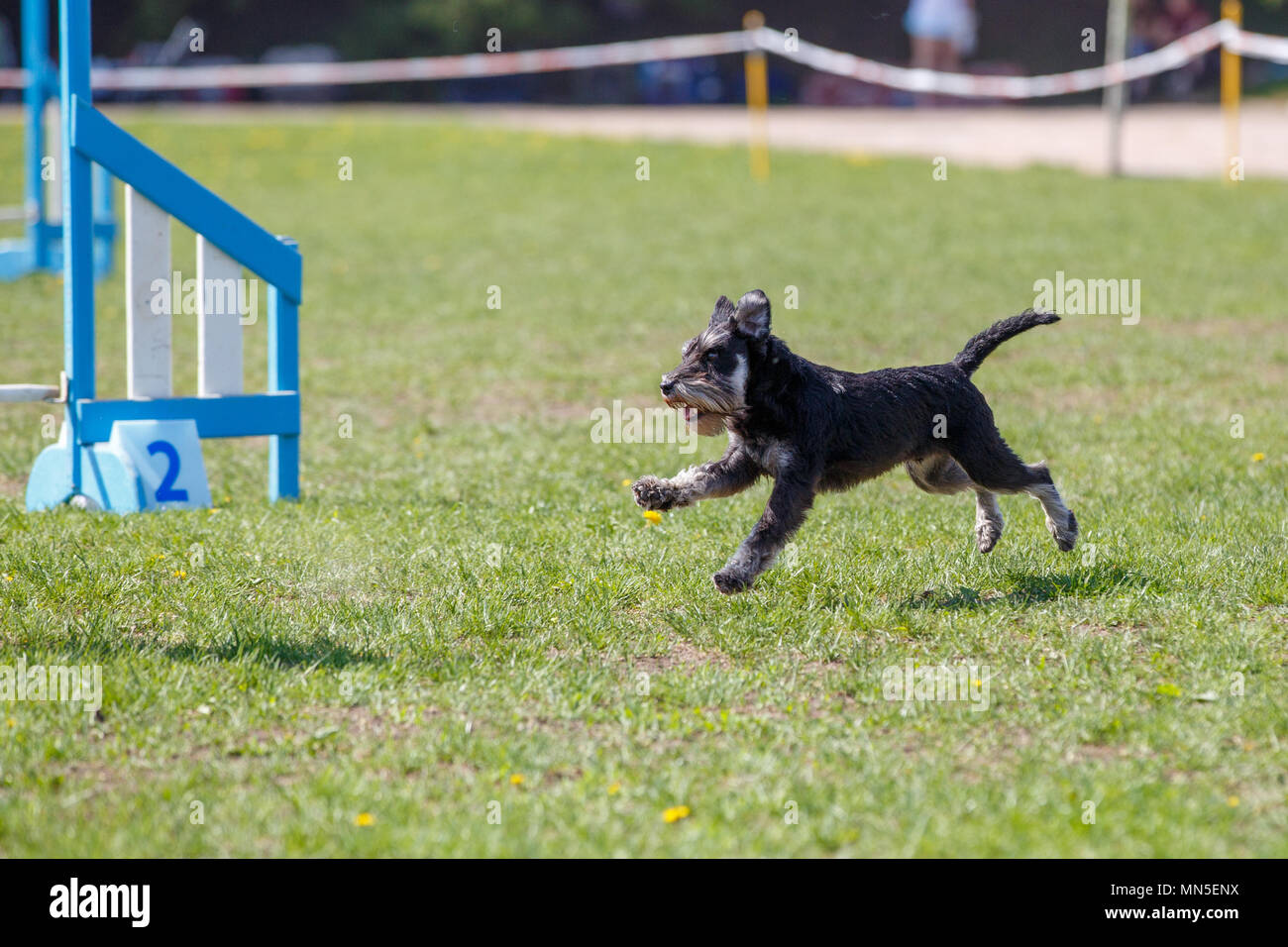 Dog running towards hurdle on its course in agility competition Stock ...