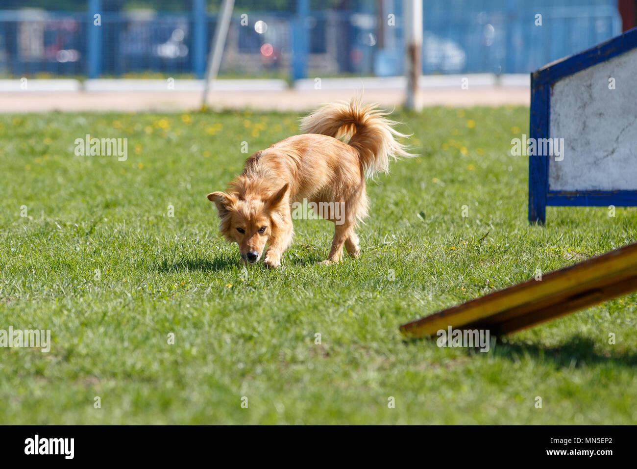Dog walking near agility obstacles before competition Stock Photo - Alamy