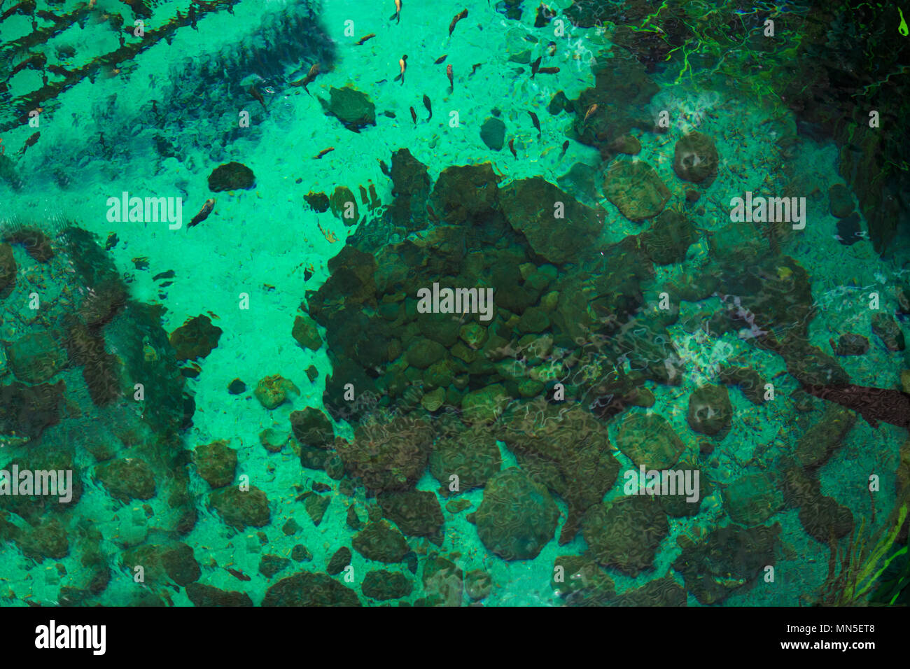 Tropical lake with fishes, plants and rocks. Top view Stock Photo - Alamy
