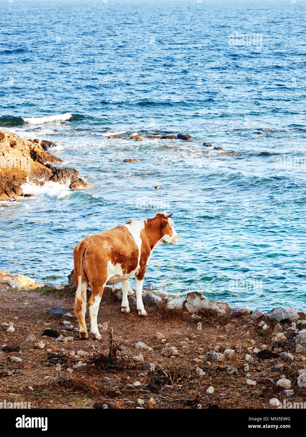 A cow near the seaside watching the sea Stock Photo - Alamy