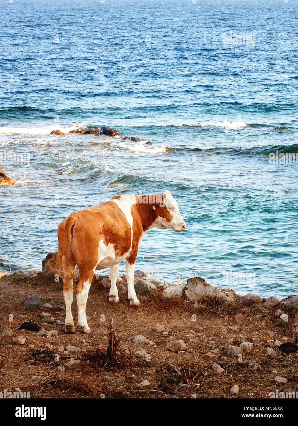 A cow near the seaside watching the sea Stock Photo - Alamy