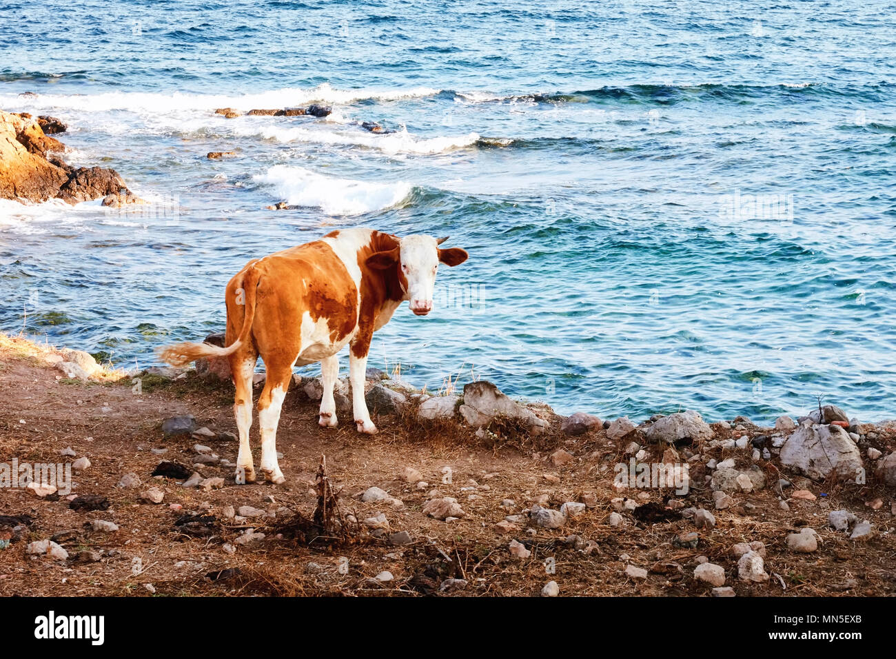 Healthy cow hi-res stock photography and images - Alamy