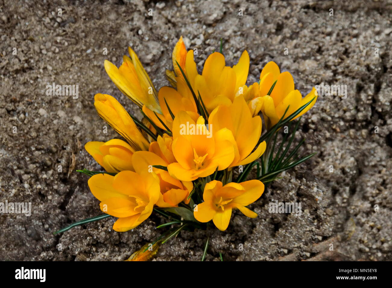 Art beautiful spring yellow crocus flowers in the garden, Sofia ...