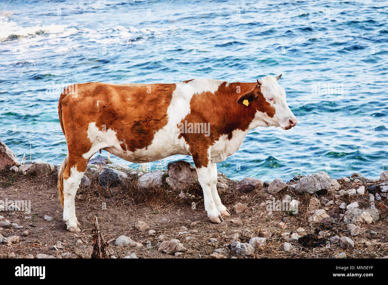 One sea cow hi-res stock photography and images - Alamy