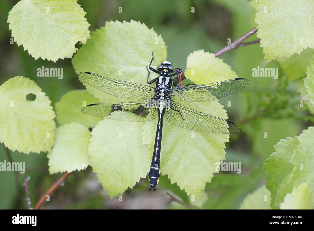 Common clubtail or club-tailed dragonfly, Gomphus vulgatissimus ...
