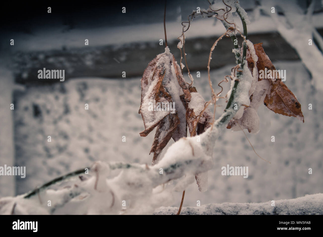 Large lanceolate leaves hi-res stock photography and images - Alamy