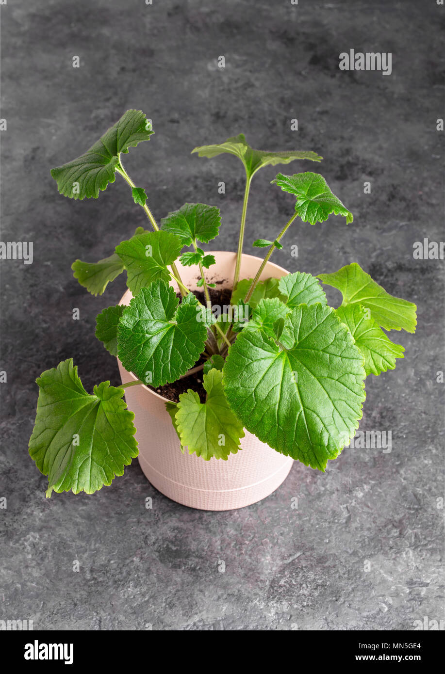 Shiso leaf hi-res stock photography and images - Alamy