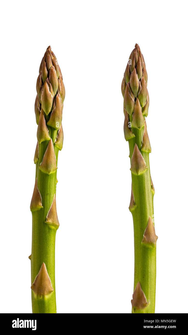 Single spear of asparagus hi-res stock photography and images - Alamy